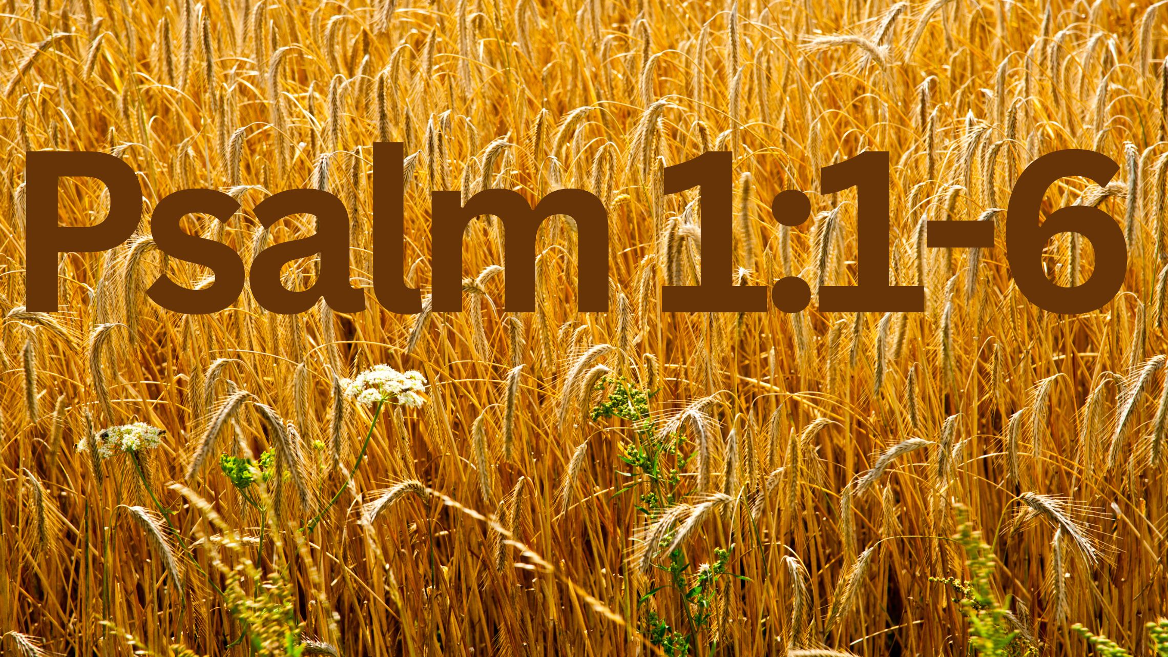 The Secret to Thriving in Every Season – Psalm 1 Devotional